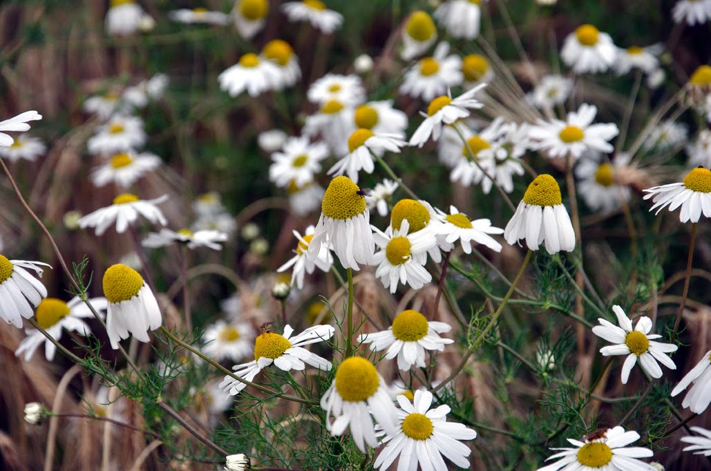 North Fife: Scentless Mayweed North Fife