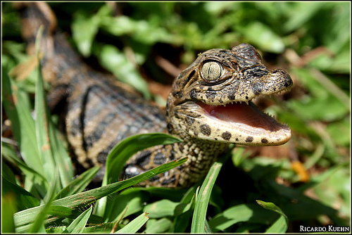 Info animales: CAIMÁN DE ANTEOJOS ( CAIMAN LATIROSTRIS )