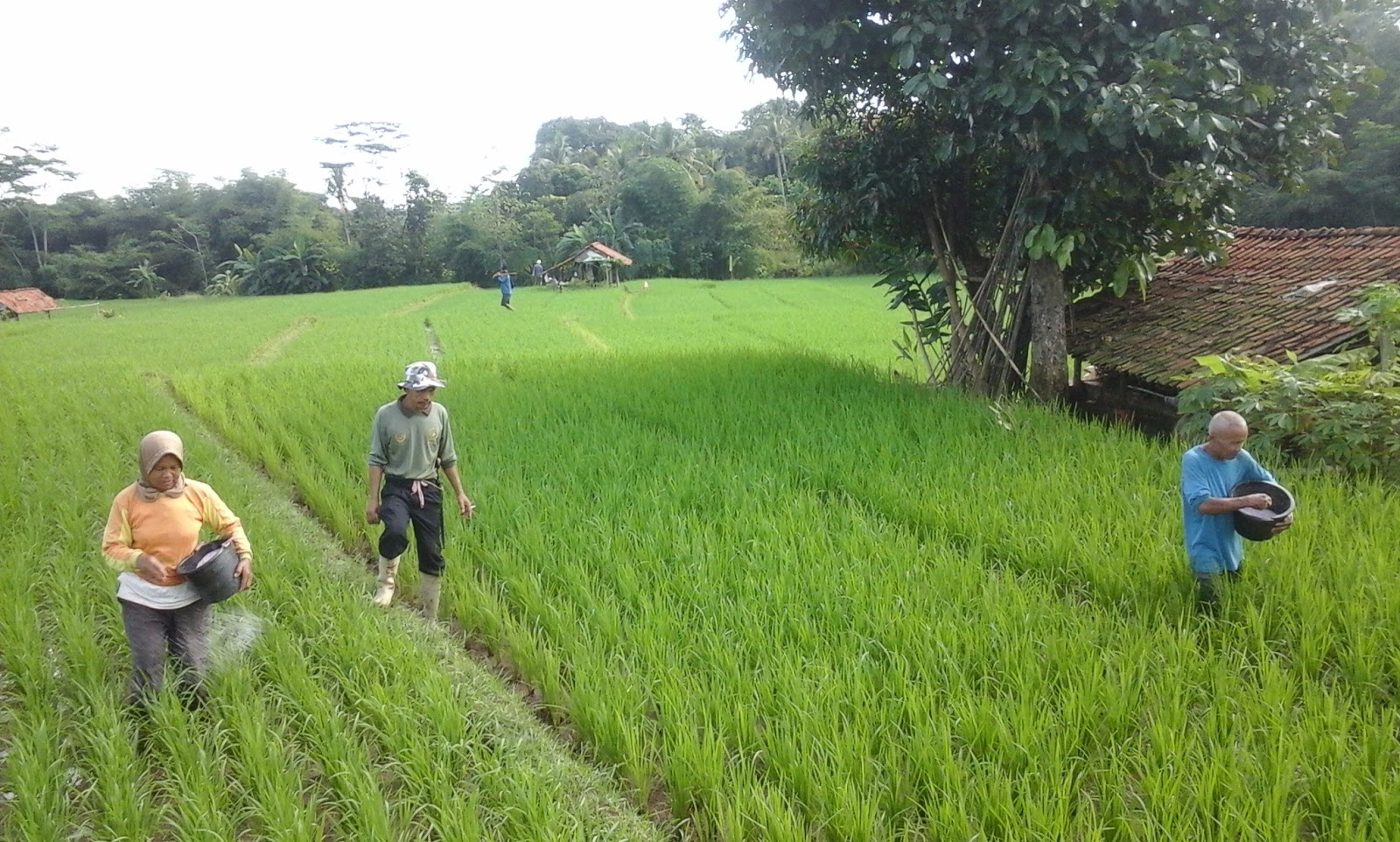 Pengertian Pemupukan Adalah