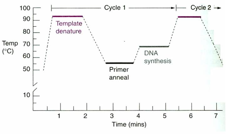 Polymerase Chain Reaction