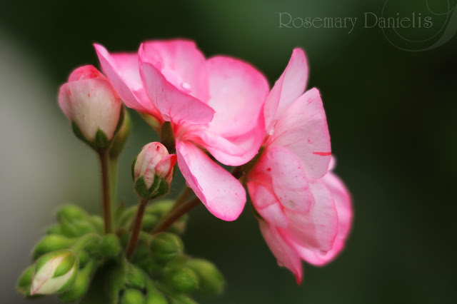 Tales from my Garden: Geranium Fire