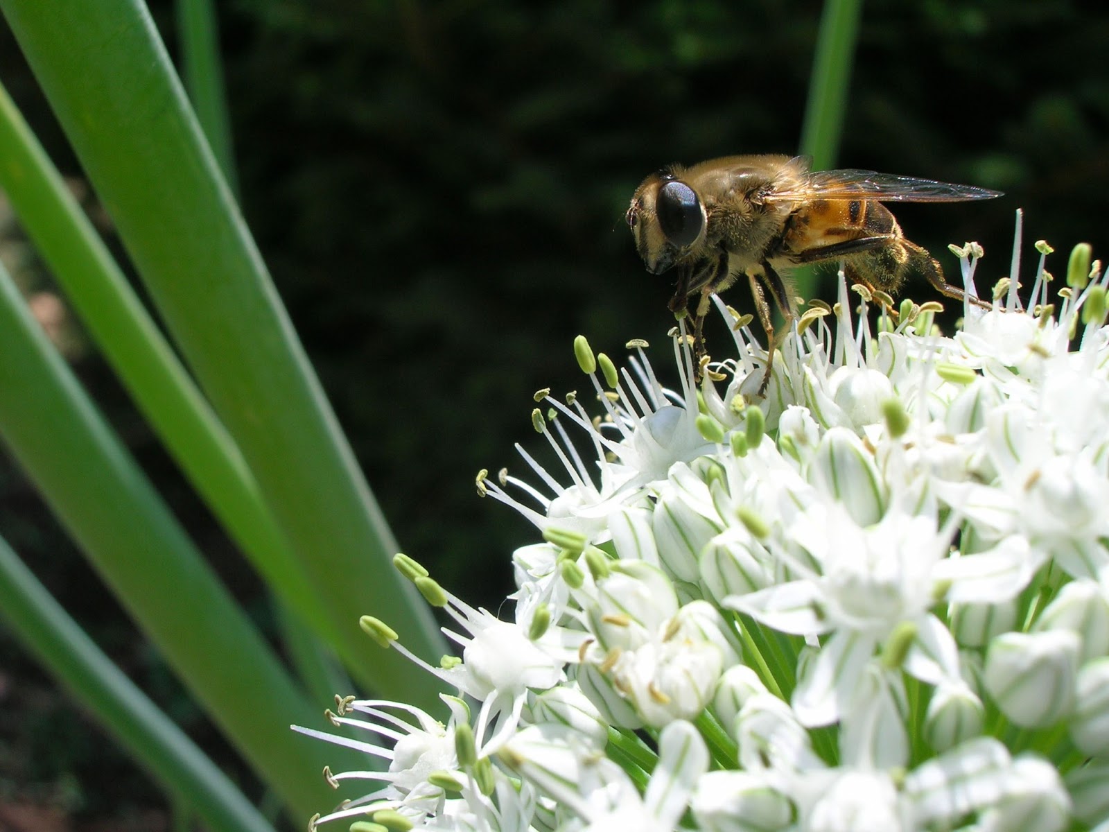 gli insetti: Sirfide