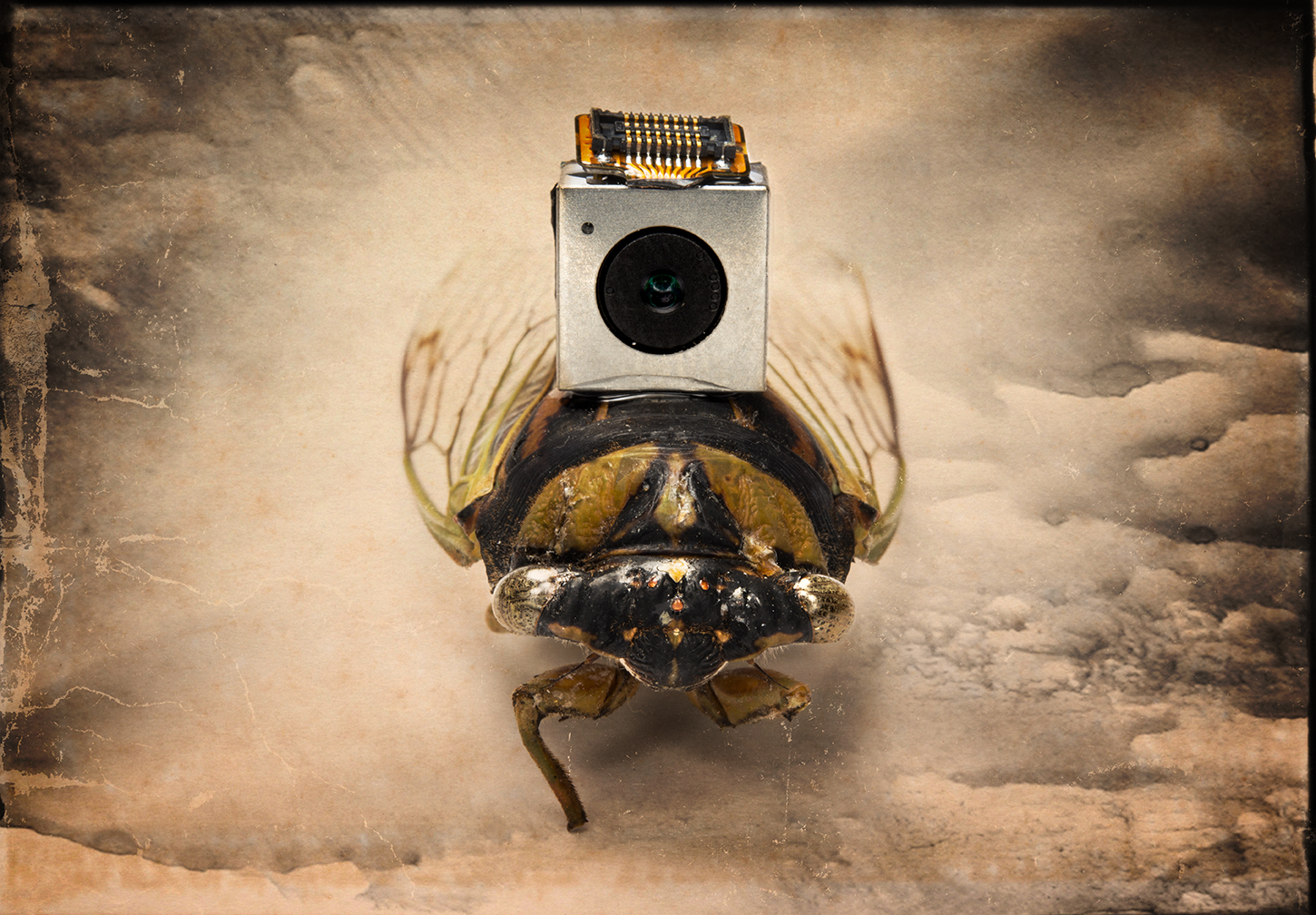 christopher myers photography: Personal Series... "Weaponized Insects"