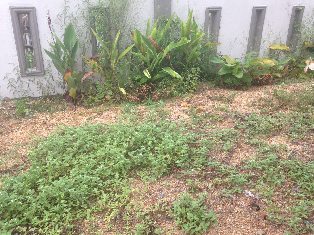 Memory of my life....: Tanaman Rumput Halaman Rumah