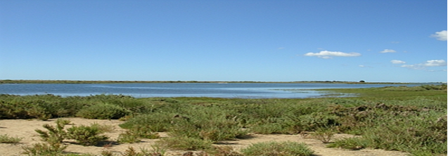 A Nossa Ria Formosa: Flora