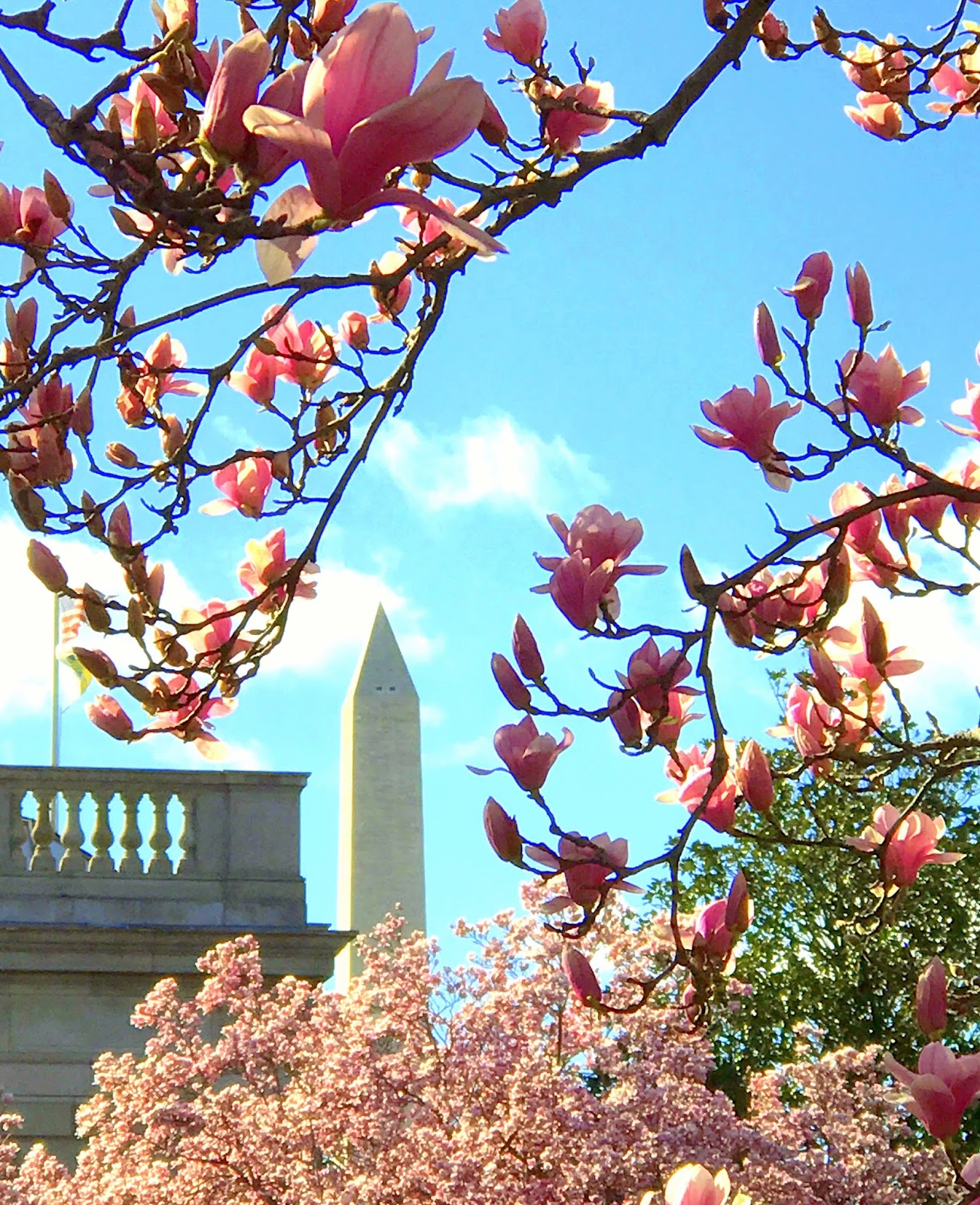 Photos of Washington DC Cherry Blossoms in Springtime
