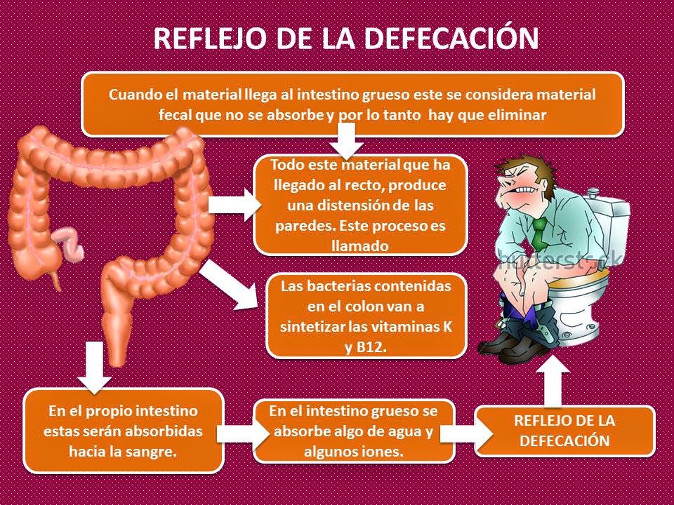 Blog de Fisiología, UAS, Valeria Medel García : REFLEJO DE DEFECACIÓN