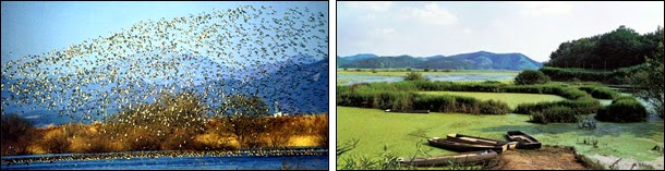 Rawa - Pelestarian rawa