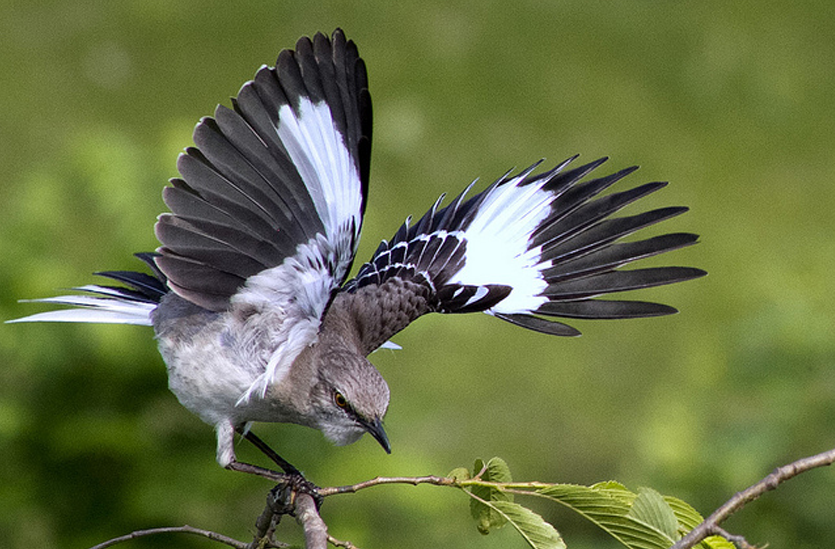 Bellas Aves de El Salvador: Mimus polyglottos (zenzontle del norte o ...