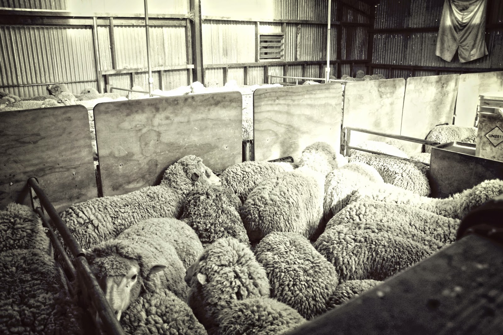 L♥valizious: Inside the shearing shed