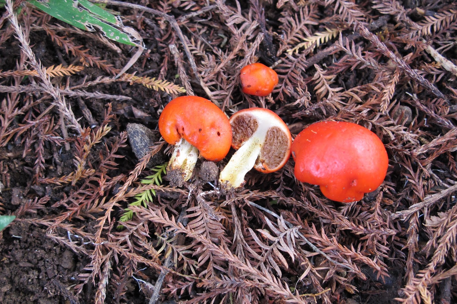 Fungimap's Blog: Fungal FUN in New Zealand
