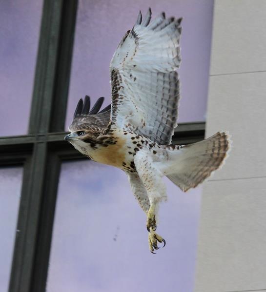 Hawkwatch at the Franklin Institute: Young hawks out on the town