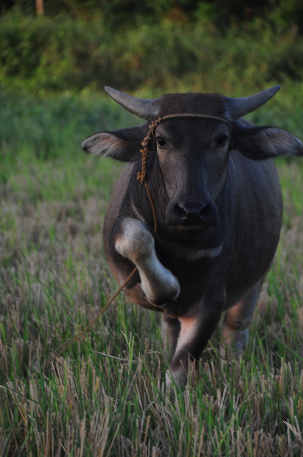 MONICA CASTILLO : The Carabao, The Bukid and Me