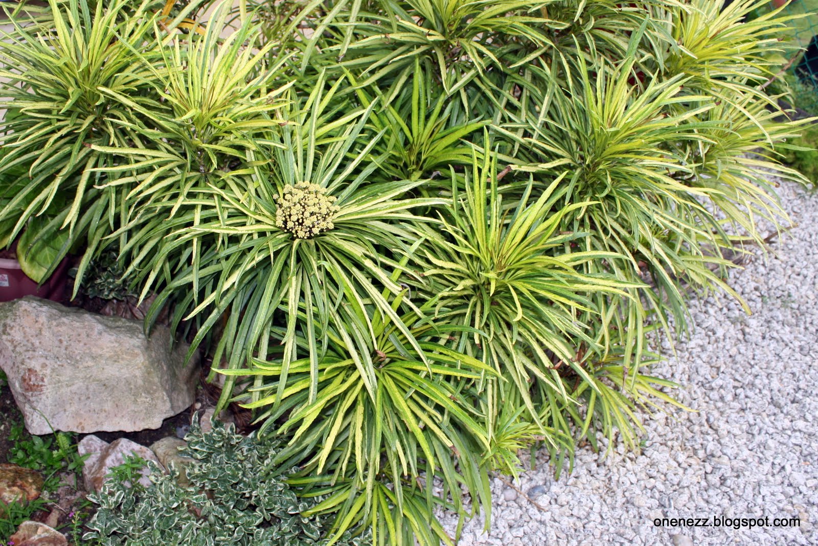 Tropical Nature Photos: Yellow Aralia in the Limelight