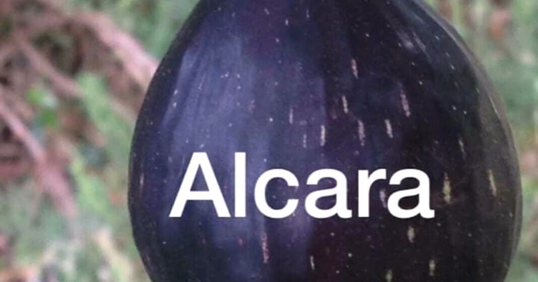 Alcara Fig - Var Tin