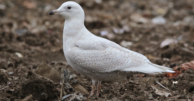 Rotherhithe & Beyond: Cold conditions deliver an arctic gull
