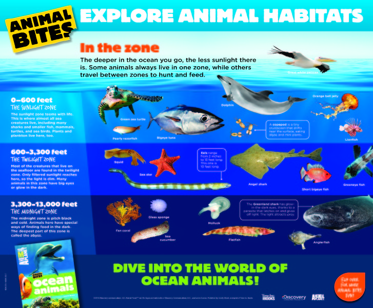 Ocean Zones Animals Live In