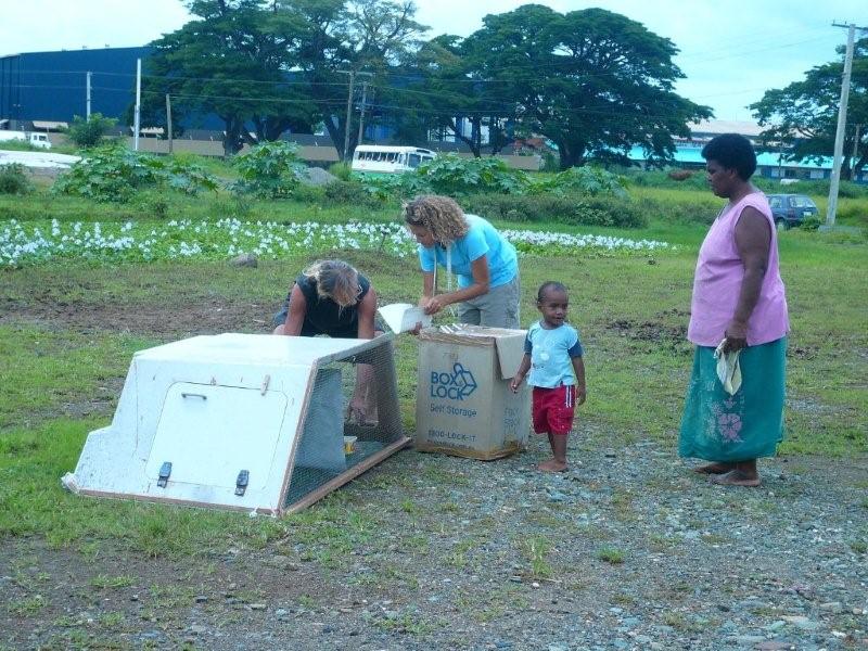 Naciriyawa - our farm in Fiji: Chickens and a duck!