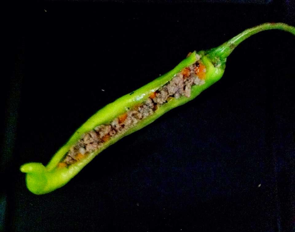 DYNAMITE CHILI PEPPERS (Siling Berde)