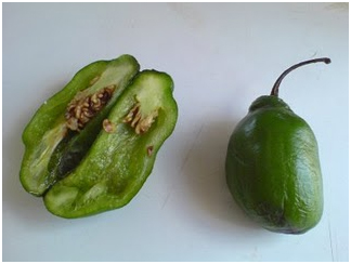 Club Gourmet de Bolivia: Ingredientes Andinos: "Su majestad: El Locoto ...