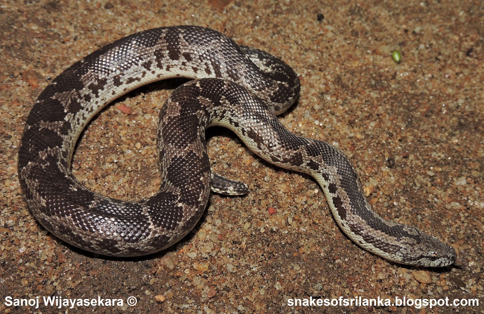 Common Sand Boa/වැලි පිඹුරා (Eryx conicus-Schneider, 1801)