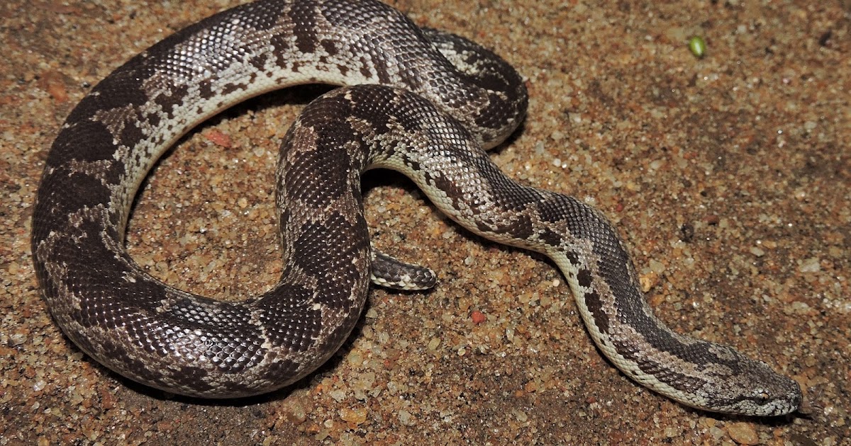 Common Sand Boa/වැලි පිඹුරා (Eryx conicus-Schneider, 1801)