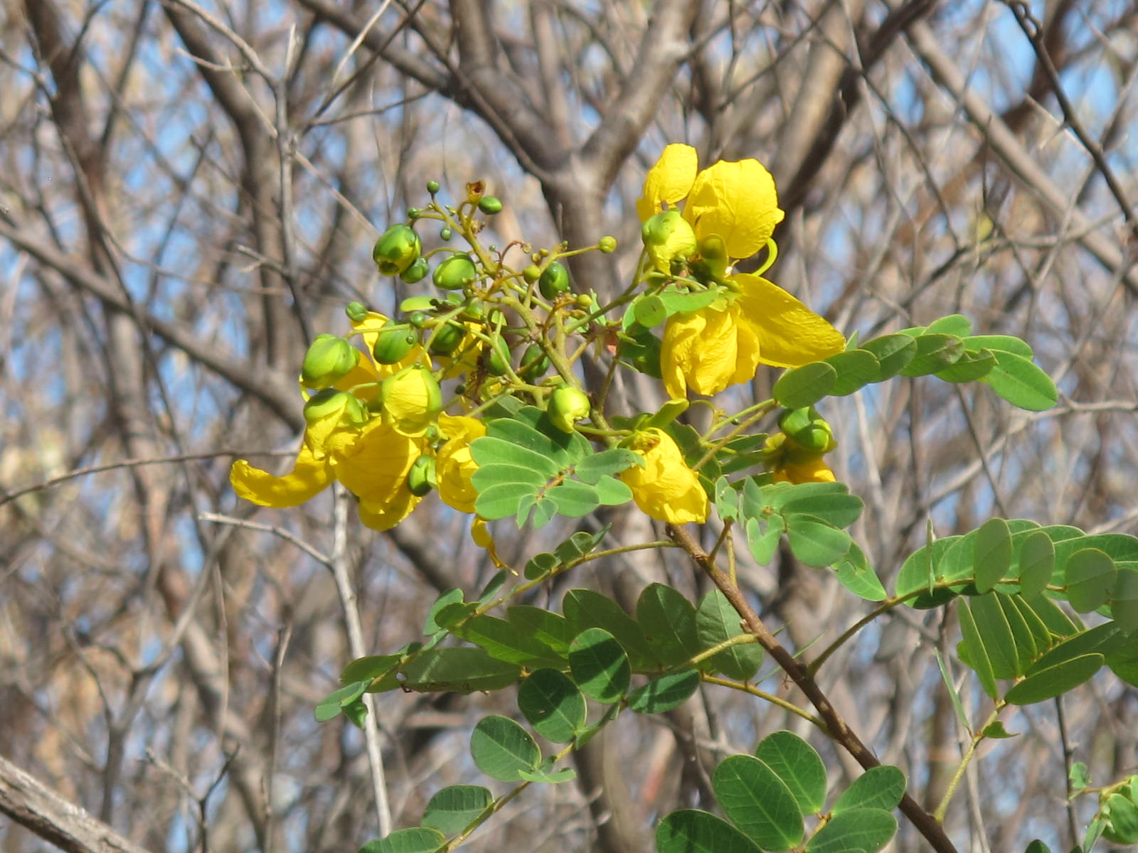 Fabaceae - Leguminosae no Brasil: Fabaceae - Senna trachypus (Mart. ex ...
