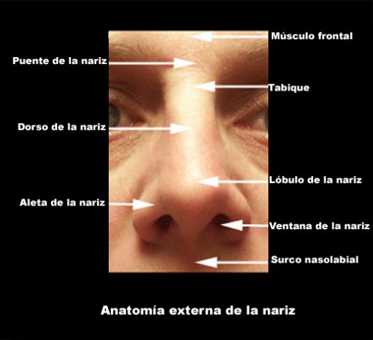 Partes de la nariz humana - Imagui
