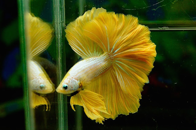 Half-Moon Gold Dragon - HM157 - ĐỨC ANH BETTA