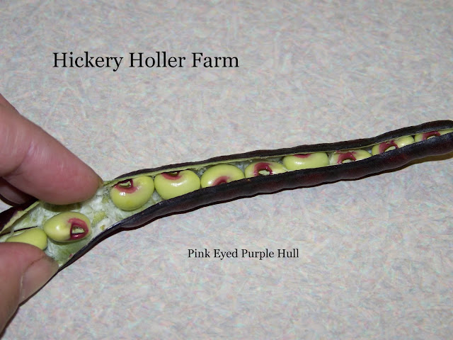 Hickery Holler Farm: The Bean Patch