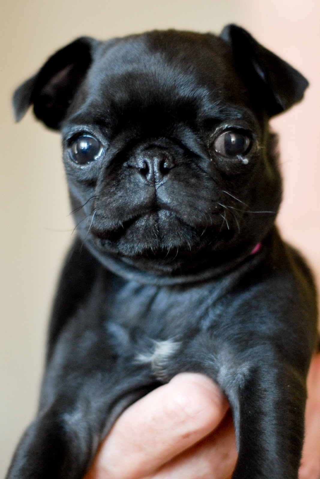 a boy, a girl and a pug: the puglorette