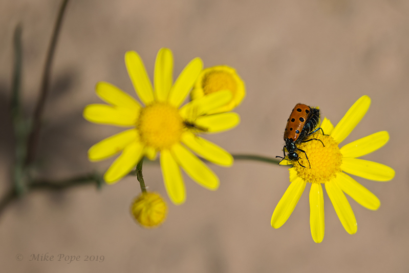 Kuwait Birding: A naturalist day