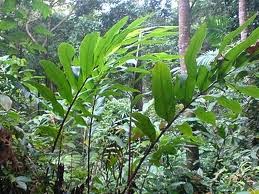 Tanaman Survival, TEPUS/JAHE (Amomum Cocineum) - sobat adventure