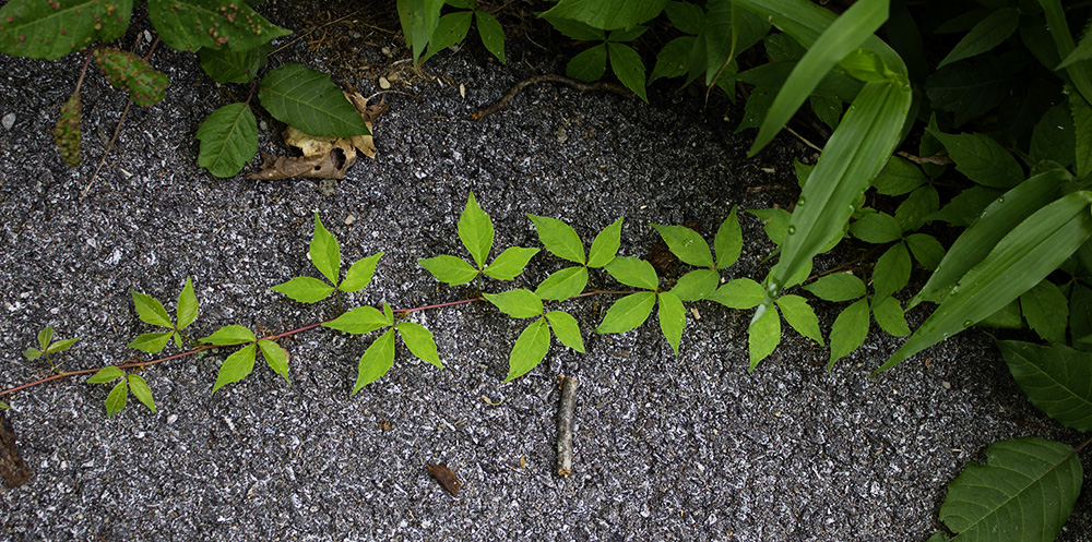 Rurification | Robin Edmundson: Poison Ivy Identification
