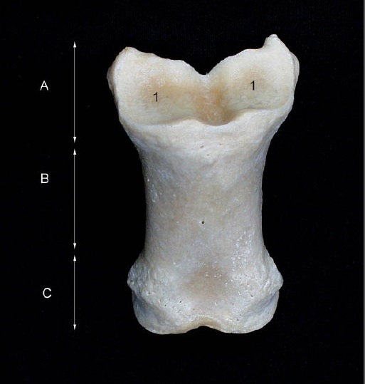 Anatomia Animal: Prática de Membros Torácicos (Falanges e Sesamoides)