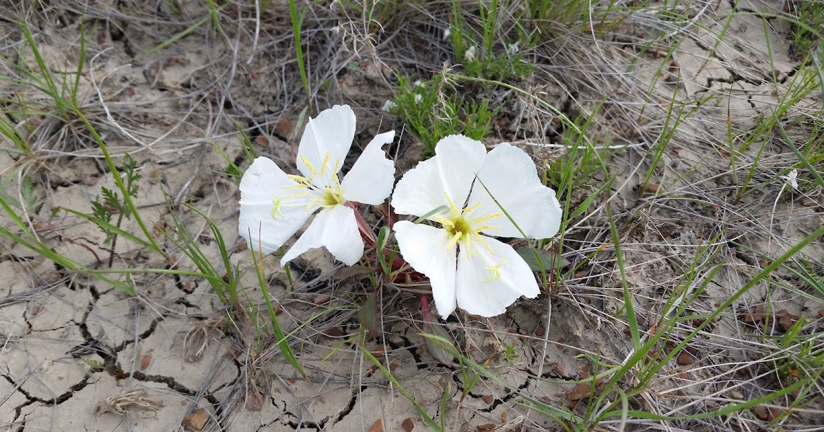 Gumbo Lily: Origins...
