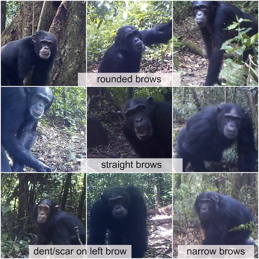 The CHIMP & SEE Blog: Chimp matching features: balding and eyebrows