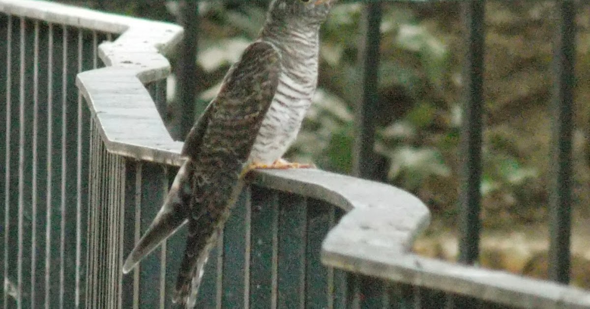 Pájaros de Madrid: Cuco