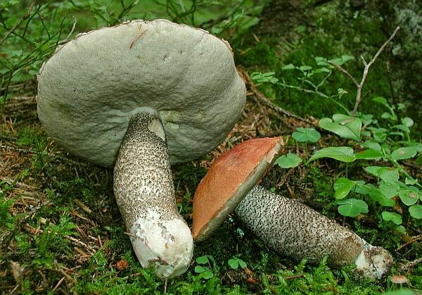 Zdrowe życie - Wege przepisy - Naturalne produkty - Diety - Odżywianie ...