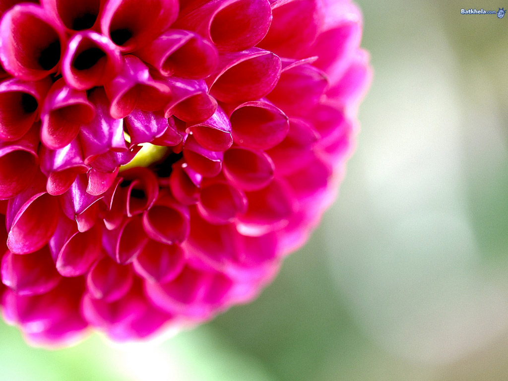 Les Plus Beau Fond Ecran Fleurs | Fond Ecran Pc