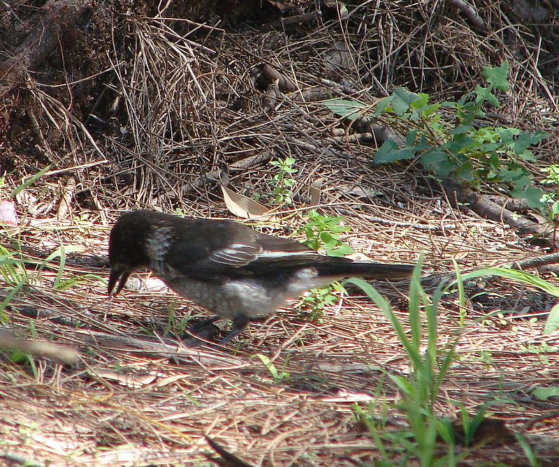 Snap Happy Birding: Grey Butcherbird, Juvenile