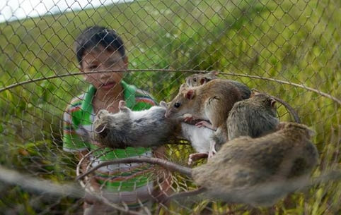 Vietnamese food: Rats hunted for special dishes in Hanoi | Travel agent ...