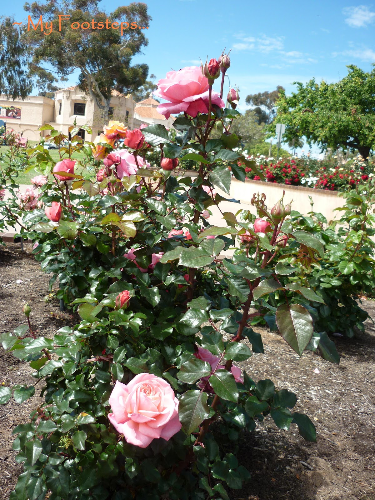 My footsteps...: Roses at Rose Garden, Balboa Park, San Diego (3)