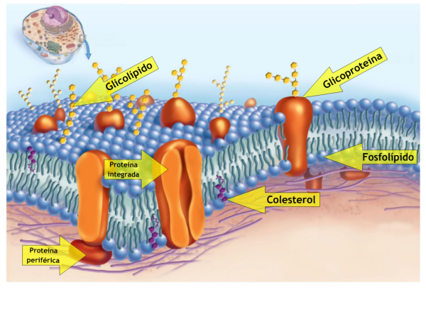 Bioscience: Membrana celular o plasmatica