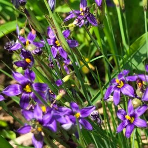 Demonstration Prairie: Prairie Forbs & Grasses