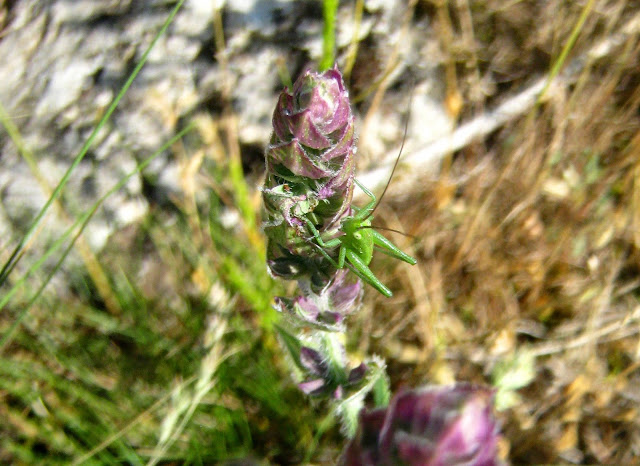 Country inside: Comorile ascunse ale Dobrogei ~ part. VI ~ Valea ...