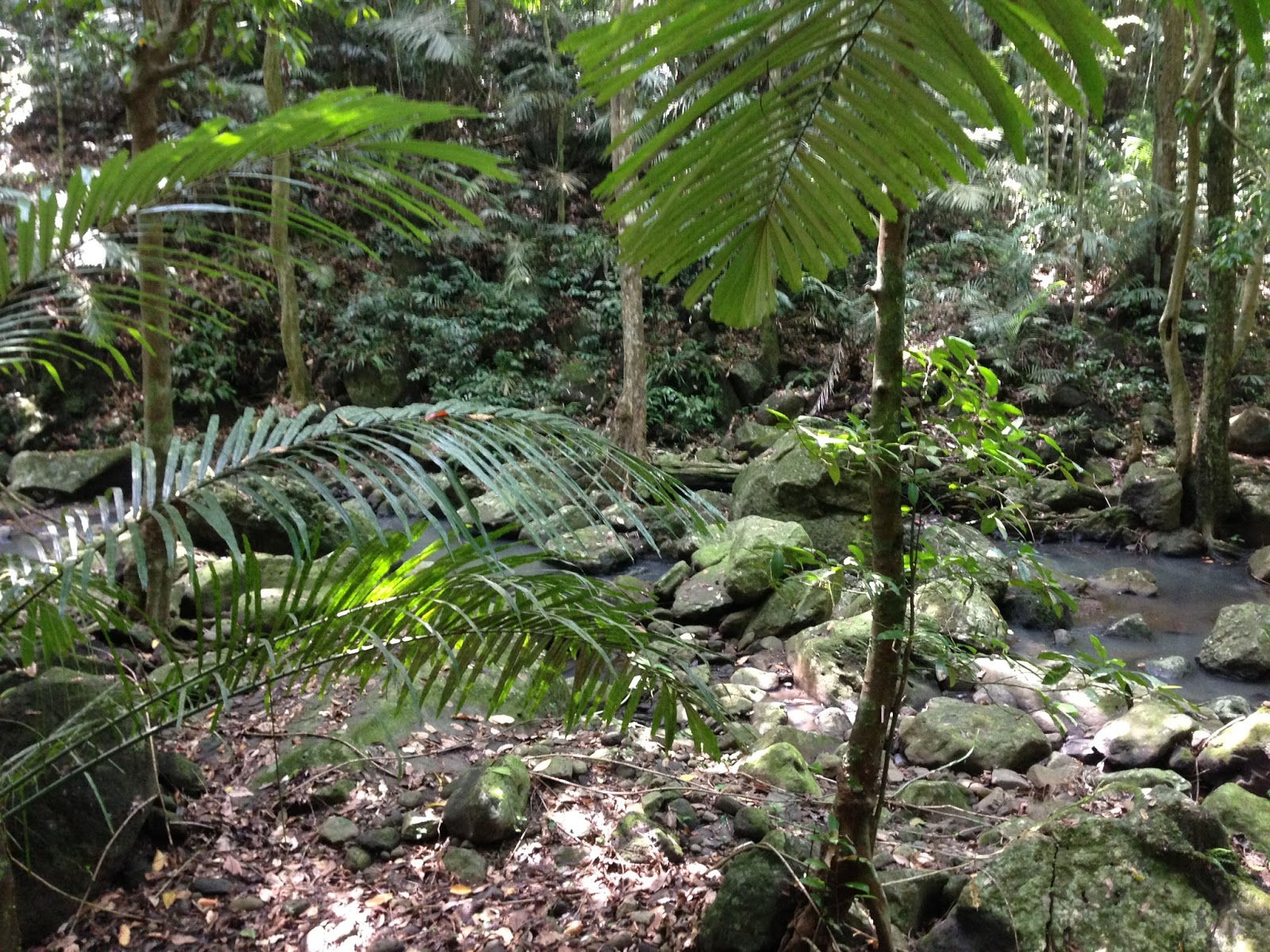 Kids more fun in the Philippines.: Mount Makiling Trail with kids