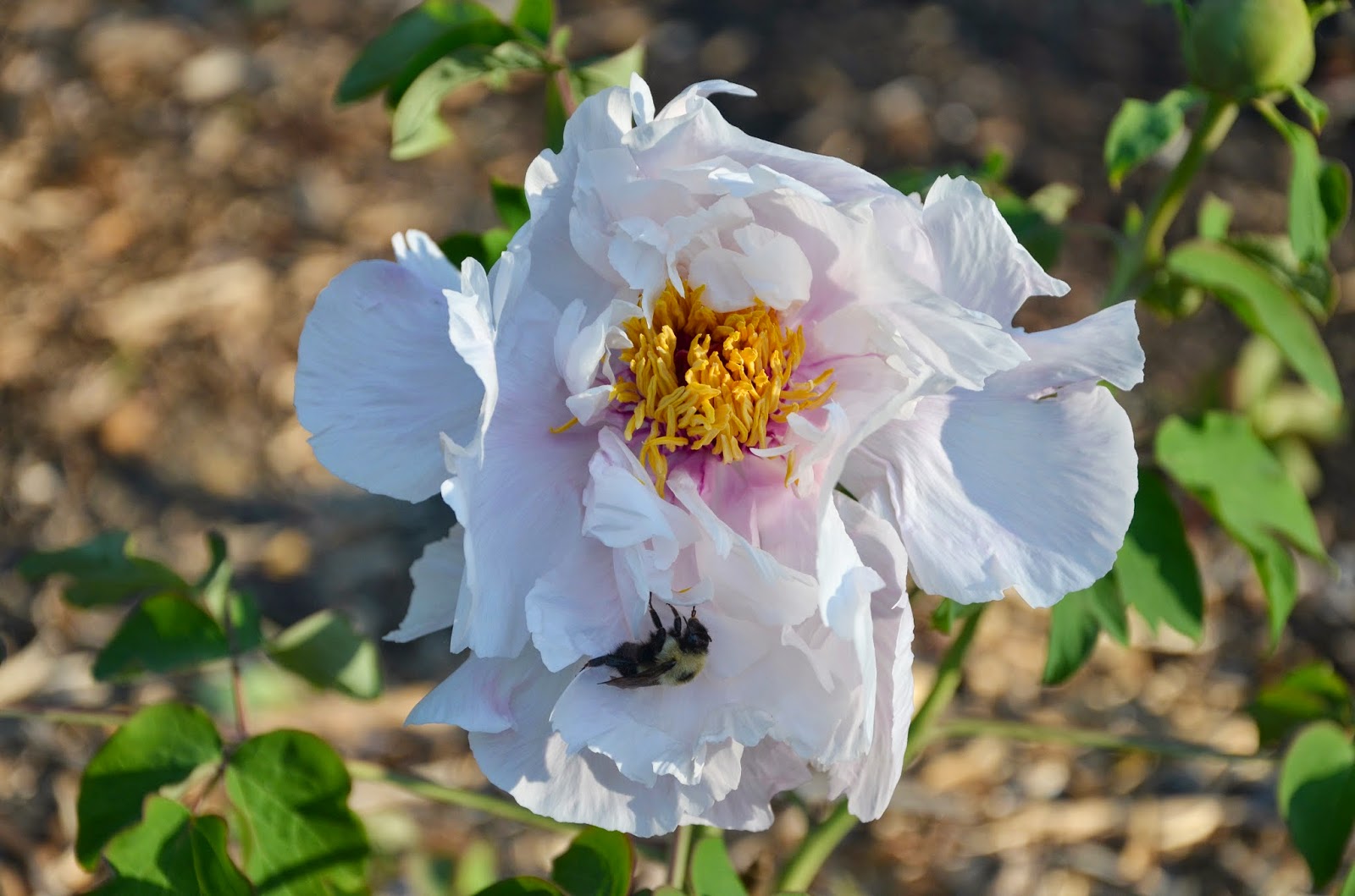 Southern Peony: 2014 First Tree Peony Bloom Ever! Peony 'Fragrant Jade'