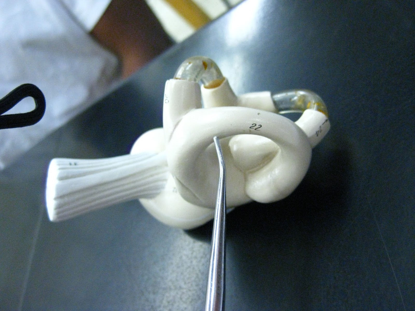 Cow Eye and Ear Model: Human Ear Model