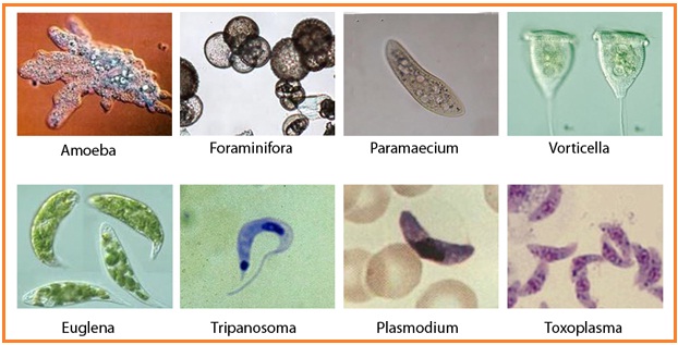 BIOLOGI GONZAGA: CERDAS BIOLOGI